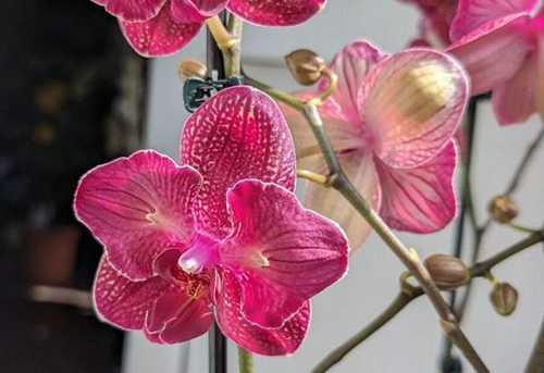 Орхидея бабочка Кимоно