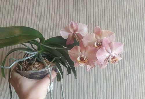 Орхидея фаленопсис Леко Фантастик