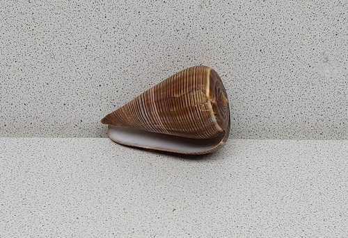 Конус Фигулинус 5,81 морская ракушка раковина