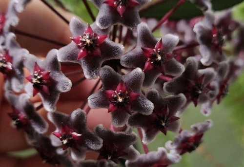 Хойя Hoya pubicalyx 'Royal Hawaiian Purple'