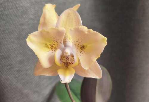 Орхидея фаленопсис Sogo Mandala
