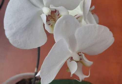 Орхидея фаленопсис белая,очень крупная