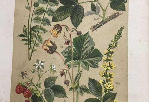 Ботаническая литография малина 1897 год