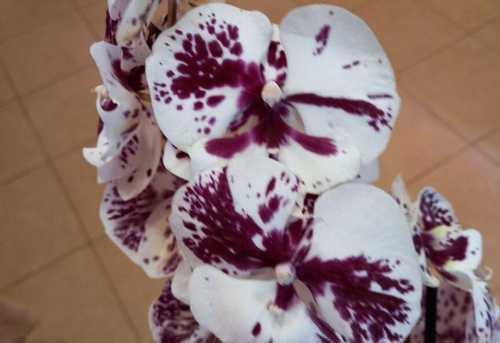 Орхидея фаленопсис Спарклинг Кизз биглип