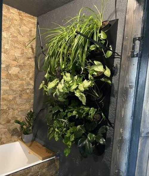 Растения комнатные, фитостена готовая