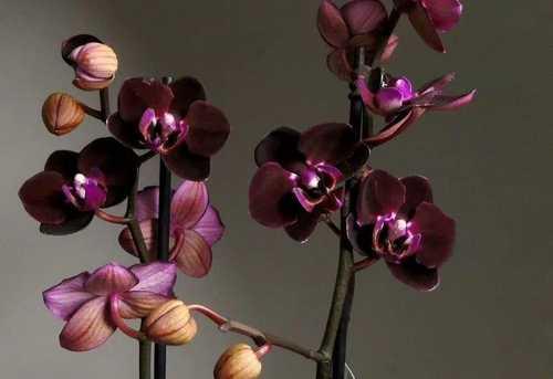 Реанимация орхидей