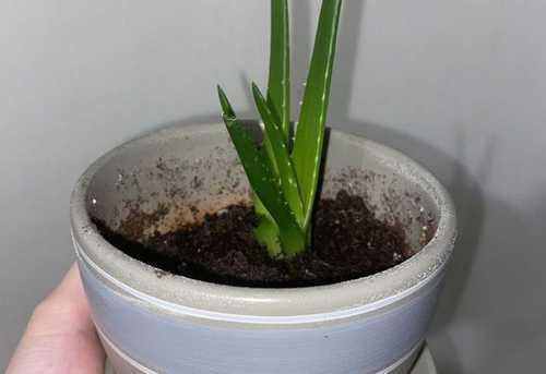 Алоэ комнатное растение в керамическом горшке
