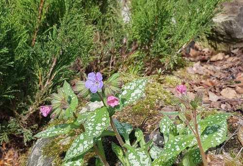 Pulmonaria