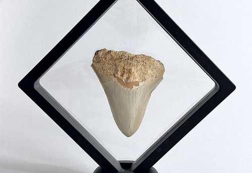 Зуб акулы Мегалодон 6,17 см