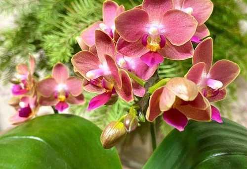 Орхидея Kantri арома