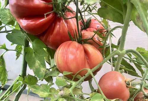 Семена коллекционных томатов. Супер сорта