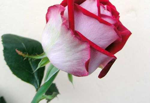 Роза Блюз 60 см