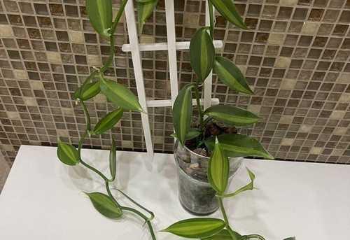 Орхидея Ваниль вариегатная