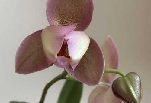 Орхидея Smoky pink/Legato пелорик, цветущая
