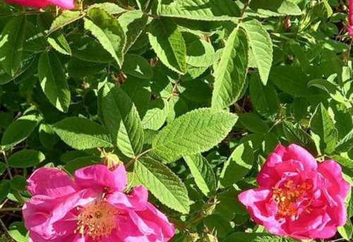 Роза ругоза(шиповник морщинистый)