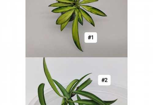 Hoya kentiana variegata (Хойя Кентиана вариегата)