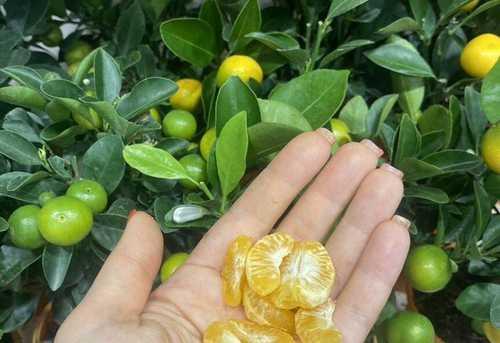 Мандариновое дерево, лимон