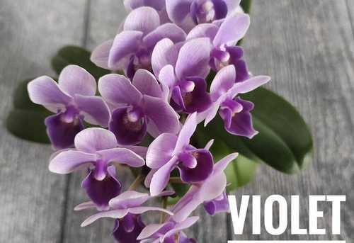 Зацвела. Орхидея violet queen