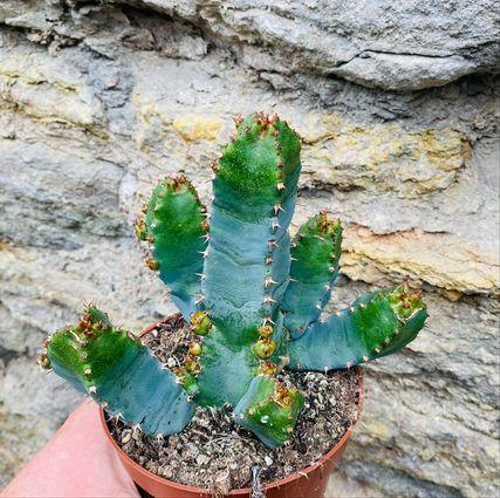 Суккулент Euphorbia Mix