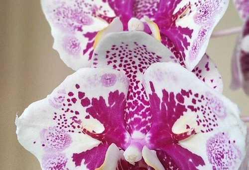 Фаленопсис орхидея Азия подростки нецветущие