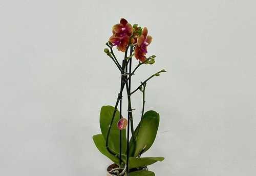 Орхидея фаленопсис парфюм