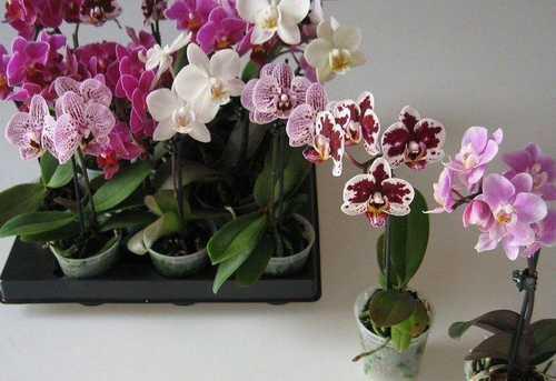Орхидеи отцветшие