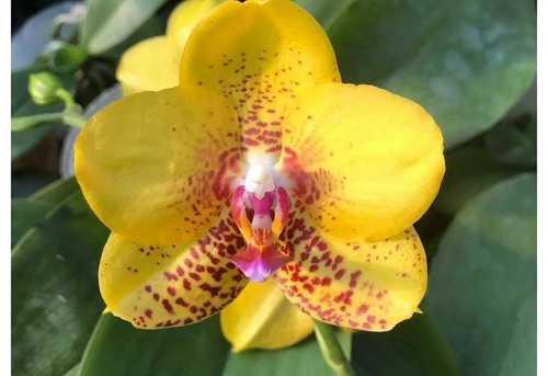 Орхидея Phal. ARK 998