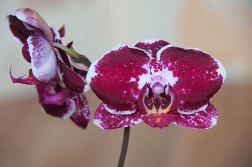 Орхидея фаленопсис, Phalaenopsis, домашняя №12