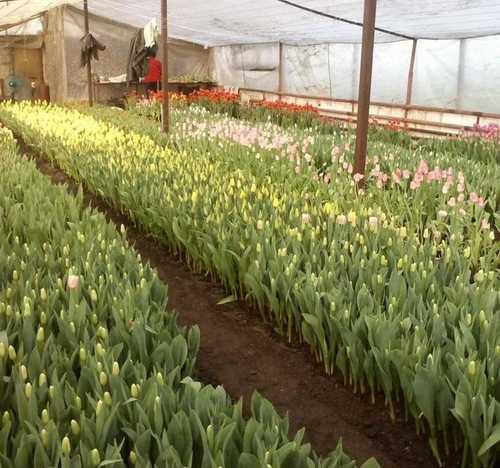 Тюльпаны оптом от производителя