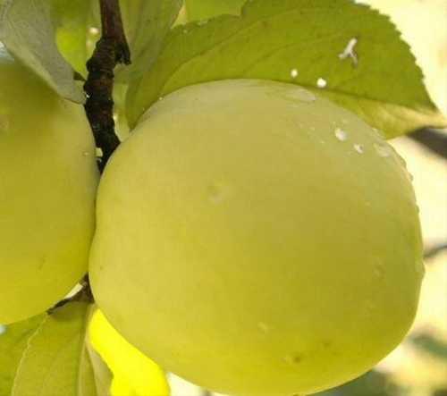 Саженцы яблонь, плодоносящих на второй год, вишни