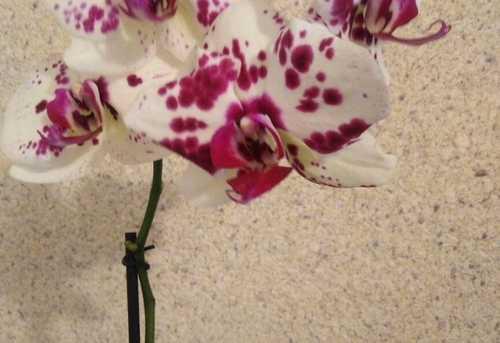 Сортовая цветущая орхидея San Sebastian