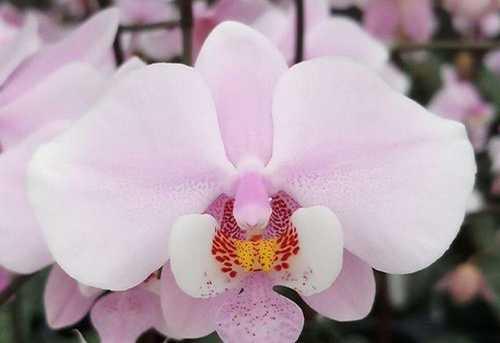 Орхидеи Фаленопсисы на конец мая