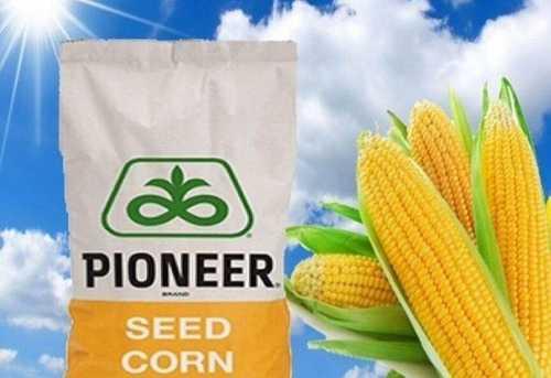 Семена кукурузы Pioneer