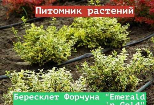 Бересклет Форчуна Emerald n Gold Оптом из питомни
