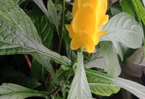 Пахистахис цветы желтый