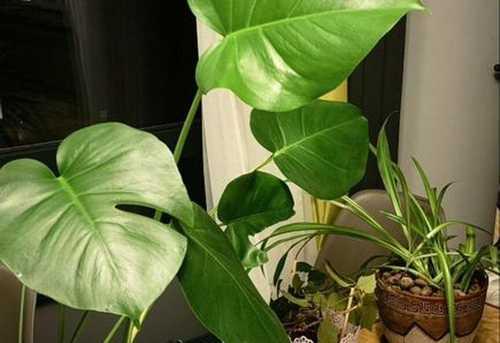 Растения комнатные, для дома и офиса
