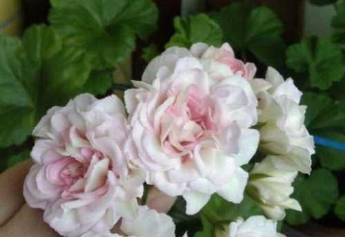 Пеларгония герань махровая милфилд роуз