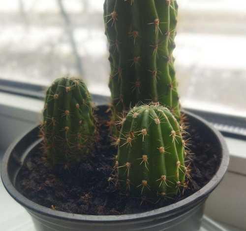 Кактус