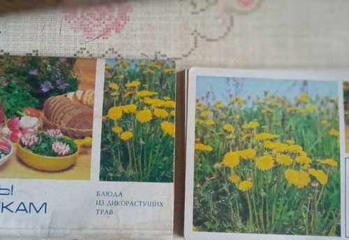 Набор открыток "Блюда из дикорастущих трав"