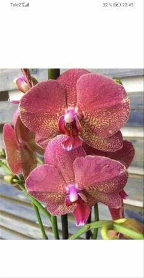 Орхидея фаленопсис рауль