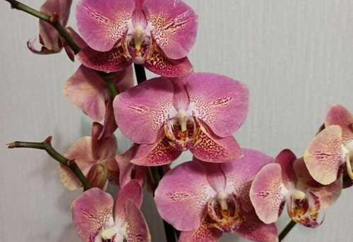 Орхидея фаленопсис Леко Фантастик, 2 ствола