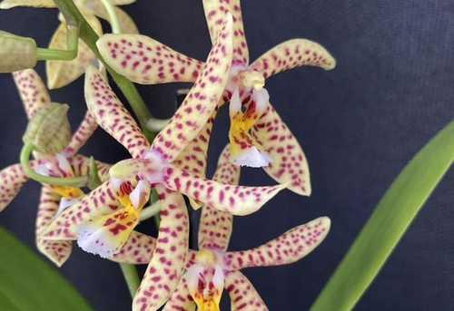 Орхидея Spider ароматная