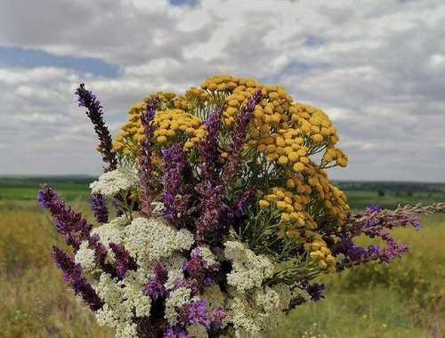 Очищающий сбор трав