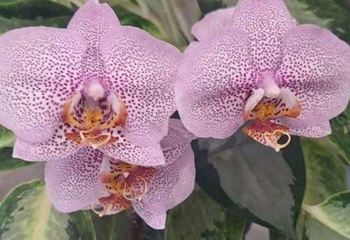 Орхидея фаленопсис Формэйшн