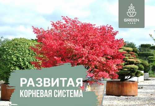Бересклет европейский с доставкой