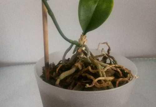 Орхидея фаленопсис нуждается в реанимации