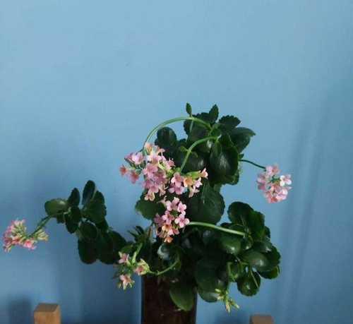 3 вида каланхоэ и растишки комнатных цветов