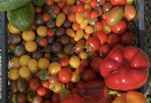 Колекционые сорта томатов семена