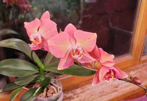 Продаётся орхидея фаленопсис Леко Фантастик