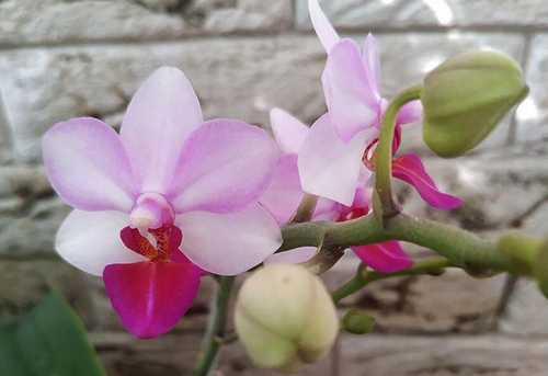 Орхидея фаленопсис Liu's Berry